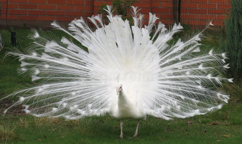 Peacock monitor stock photo. Image of yellow, lizard - 15569220
