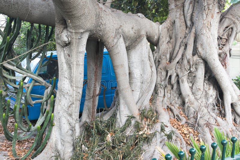 Floriana, Malta, August 2019. Dragon Tree Trunk and Roots in a ...