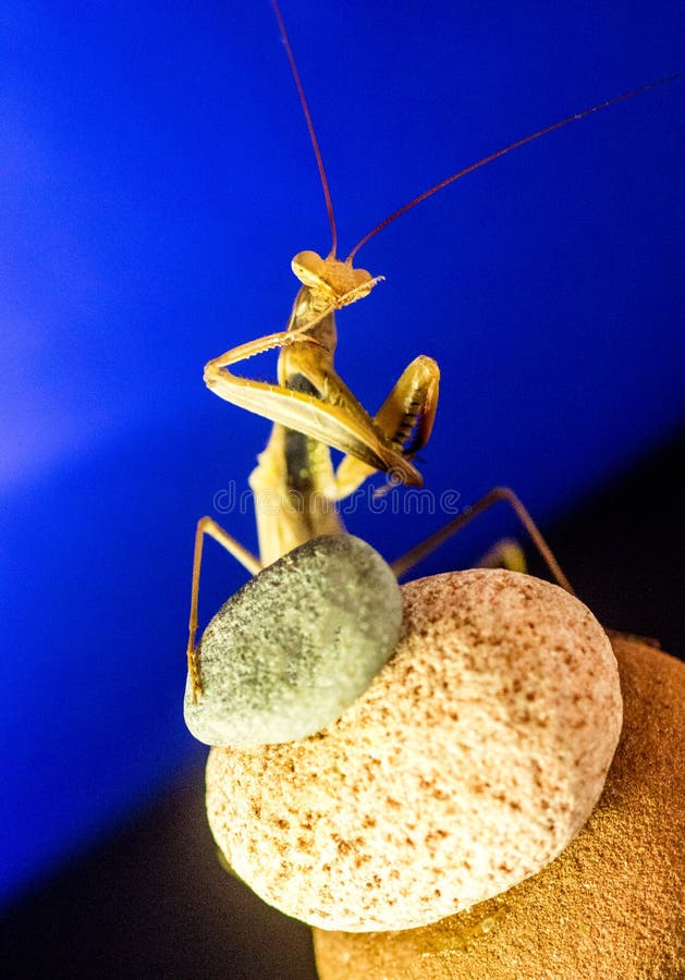 Mantis Religiosa Top View Stock Photos - Free & Royalty-Free Stock ...