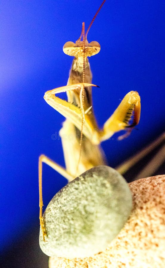 Mantis Religiosa Top View Stock Photos - Free & Royalty-Free Stock ...