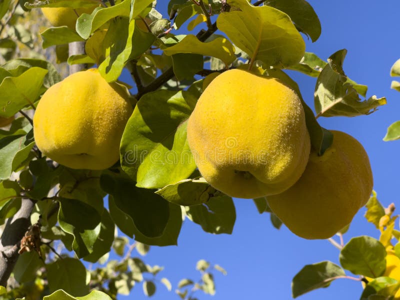 Magnificent Quinces with Fresh Fruits on the Branch Stock Image - Image ...