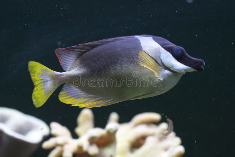 Magnificent Rabbitfish stock photo. Image of marine, dorsal - 13199874
