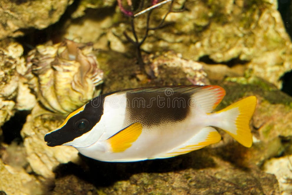 Magnificent Rabbitfish or Foxface in Aquarium Stock Photo - Image of ...