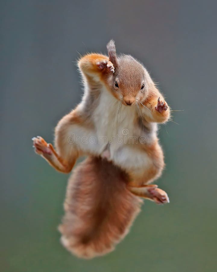 A Magnificent Red Flying Squirrel with Its Paws Outstretched Flies ...