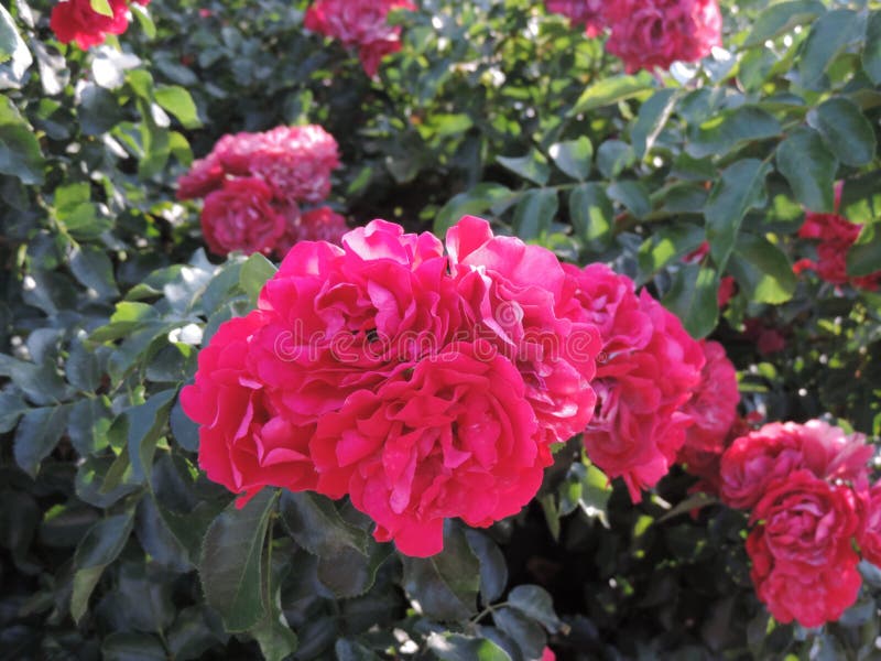 Magnificent red tea rose stock image. Image of saturated - 96613129