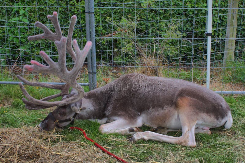 A Magnificent Reindeer with Very Large Antlers Lying Own Stock Photo ...