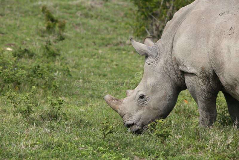 Magnificent Rhinoceros Grazing on the Grass Covered Fields in the ...