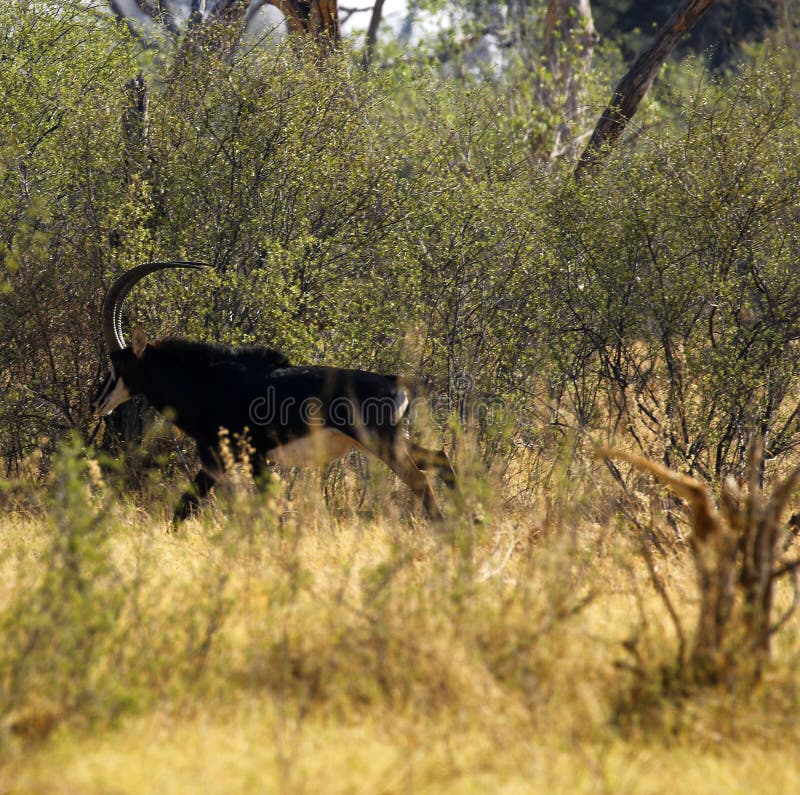 Magnificent Sable Antelope Running Fast Stock Image - Image of ...