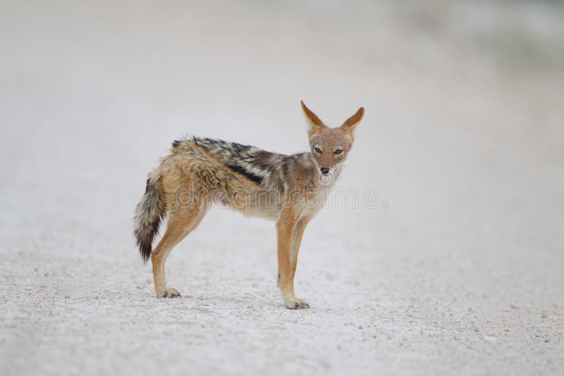 Magnificent Sand Fox Standing in the Middle of the Desert Stock Photo ...