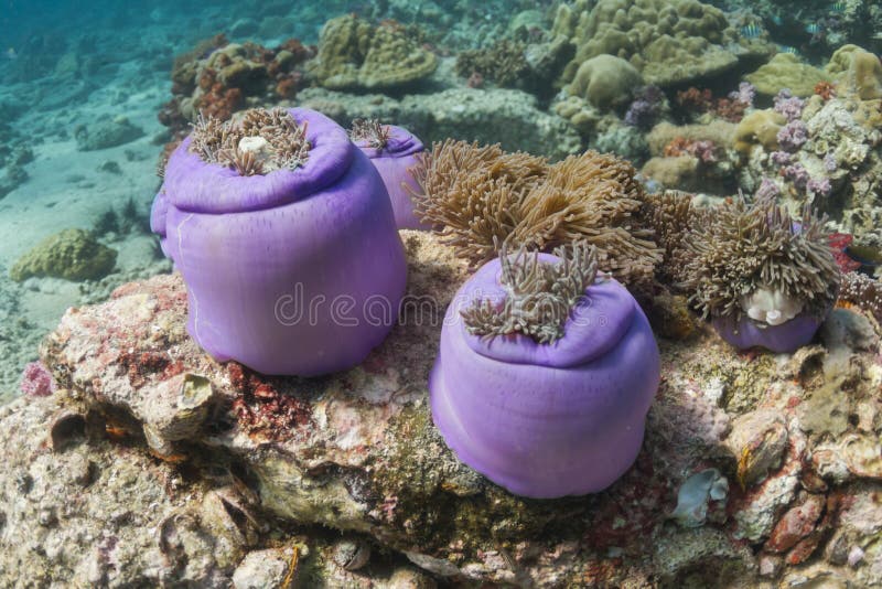 Yellow Sea Anemone stock photo. Image of macro, ecotourism - 7791514