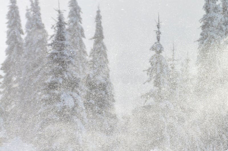 Magnificent Snow-covered Pine Trees in a Forest Captured on a Beautiful ...