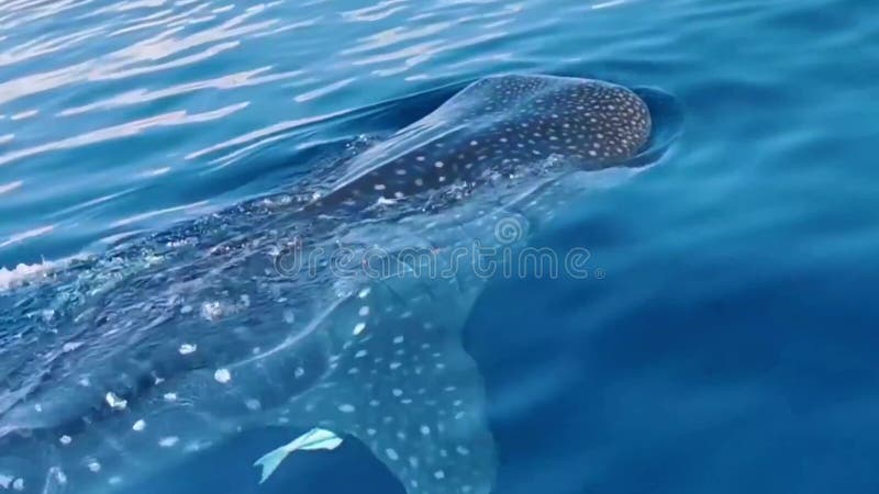 A Magnificent Spotted Whale Shark Swims Gracefully after Surfacing on ...