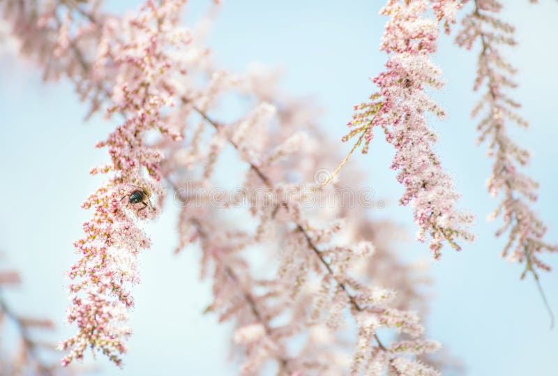 Magnificent Spring Bloom of Pink Shrub. Stock Image - Image of branches ...