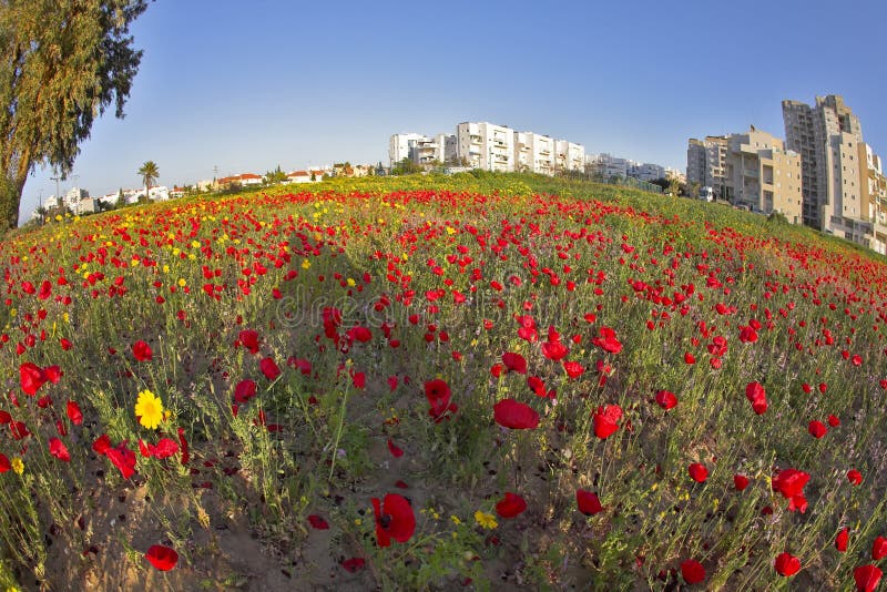 Magnificent Spring Flowers in Big Modern City Stock Photo - Image of ...