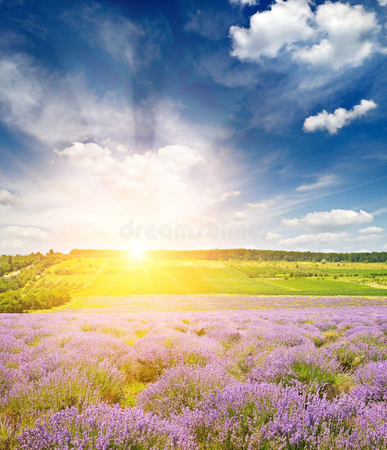 Magnificent Sunrise with Blazing Sun. Lavender Field Stock Photo ...