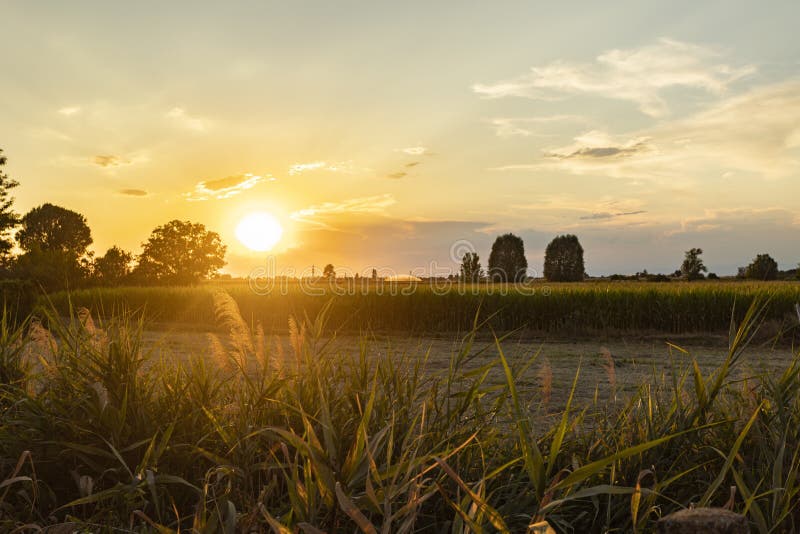 Magnificent Sunset Over the Fields Stock Photo - Image of plant ...