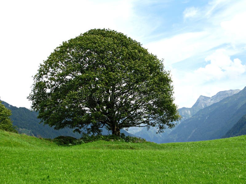 Magnificent tree stock image. Image of austria, panorama - 14191215