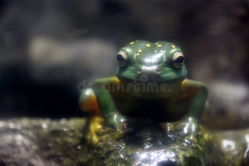 Magnificent Tree Frog Close Up Stock Photo - Image of eyes, close ...