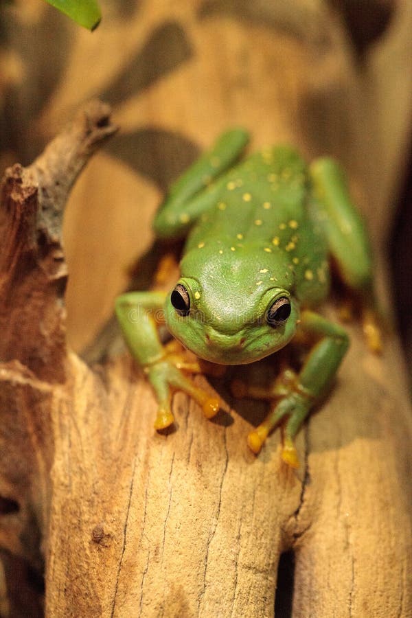 Magnificent Tree Frog Litoria Splendida Stock Photo - Image of litoria ...
