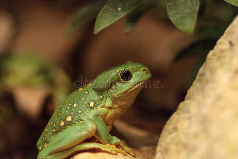 Magnificent Tree Frog Litoria Splendida Stock Image - Image of litoria ...