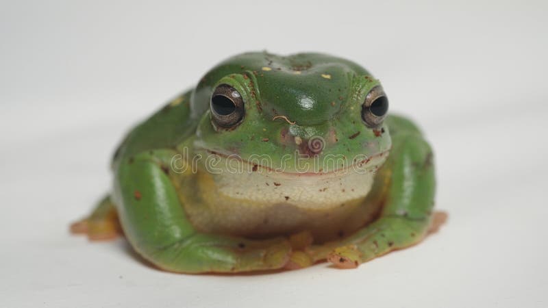 Magnificent Tree Frog or Ranoidea Splendida Stock Photo - Image of ...