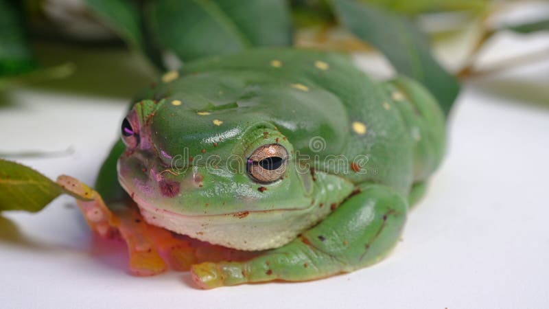 Magnificent Tree Frog or Ranoidea Splendida Stock Image - Image of ...