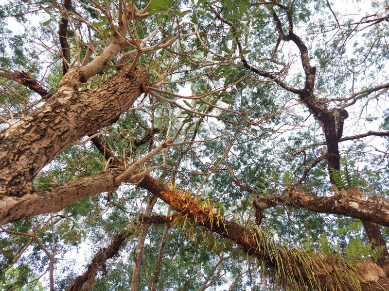 Magnificent Tree in the Wilderness, with Its Enormous Branches and ...