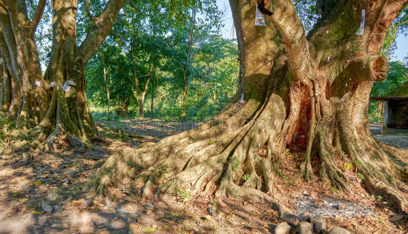 Magnificent Trunk of a Fig Tree Stock Photo - Image of leaves, nature ...