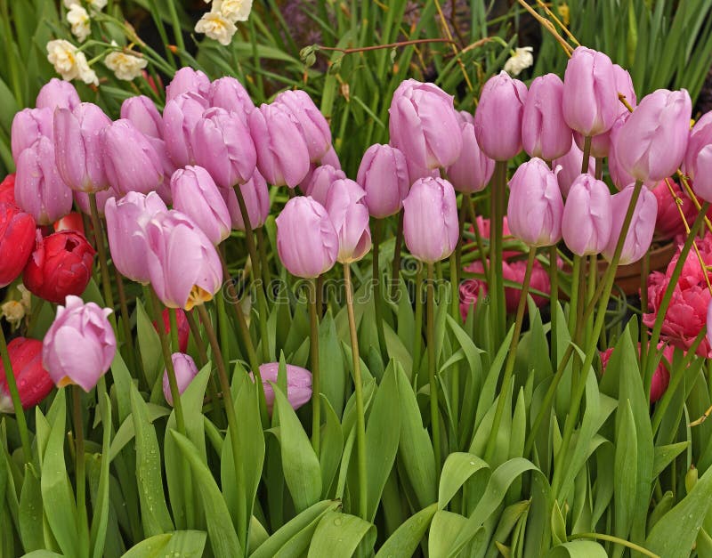 Magnificent Tulips Paradero with Water Droplets in Spring Stock Photo ...