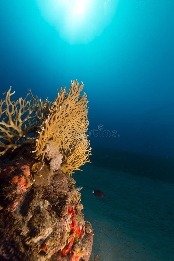The Magnificent Underwater World of the Red Sea. Stock Image - Image of ...