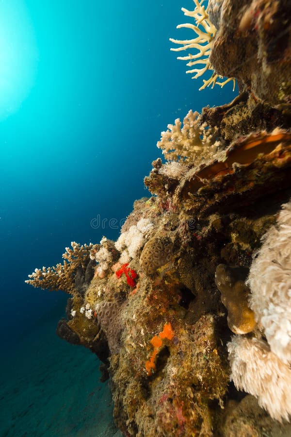 The Magnificent Underwater World of the Red Sea. Stock Image - Image of ...