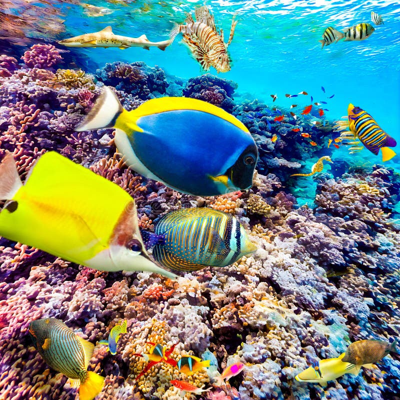 Magnificent Underwater World. Stock Illustration - Illustration of aqua ...