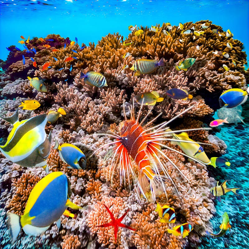 Magnificent Underwater World. Stock Image - Image of coral, depth ...