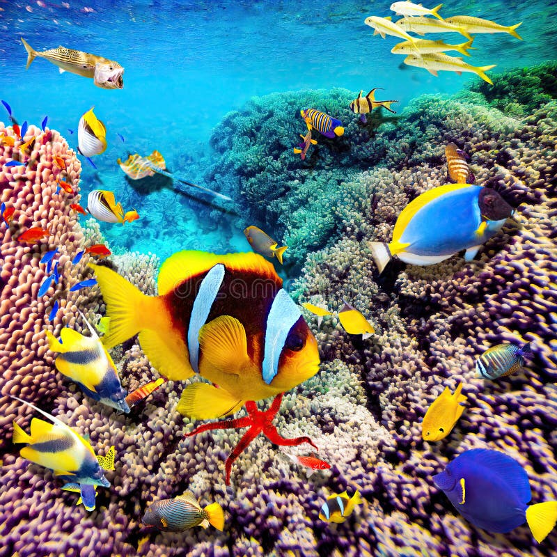 Magnificent Underwater World. Stock Image - Image of garden, caribbean ...