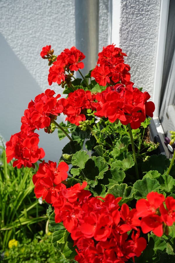 Standing Red Geraniums Bloom in June in a Flower Box on the Window ...