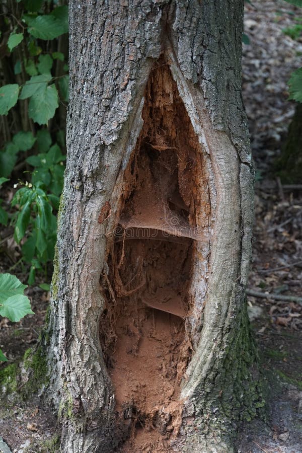 The Structure of a Living Tree Inside. Amazing Forest in August Stock ...