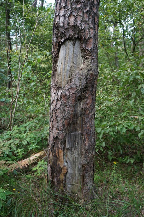 The Structure of a Living Tree Inside. Amazing Forest in August Stock ...