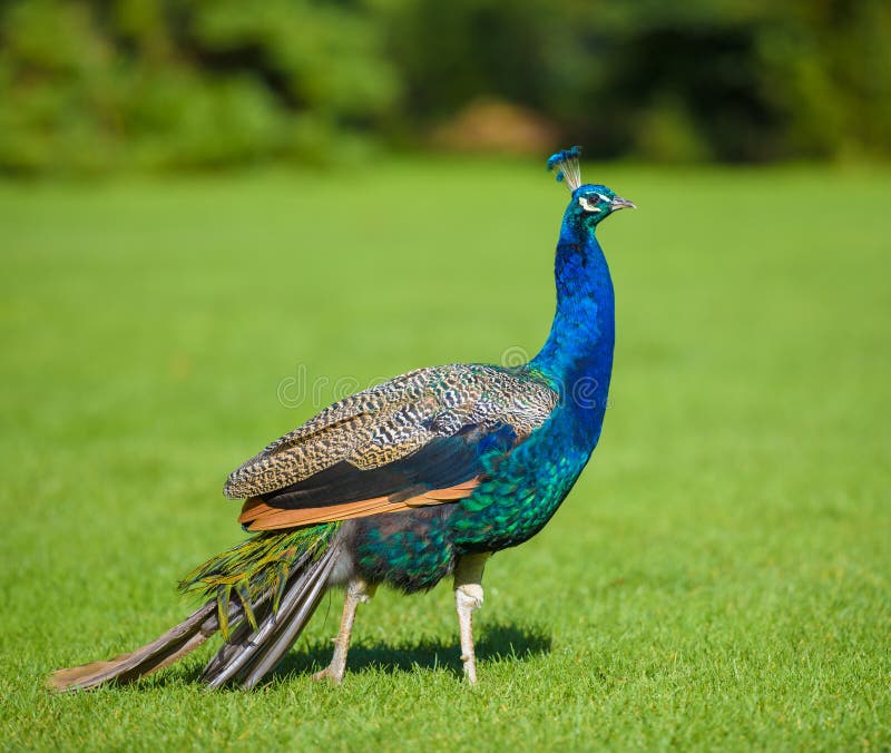 Magnificent Vibrant Peacock on Grass, Summer Day Stock Photo - Image of ...