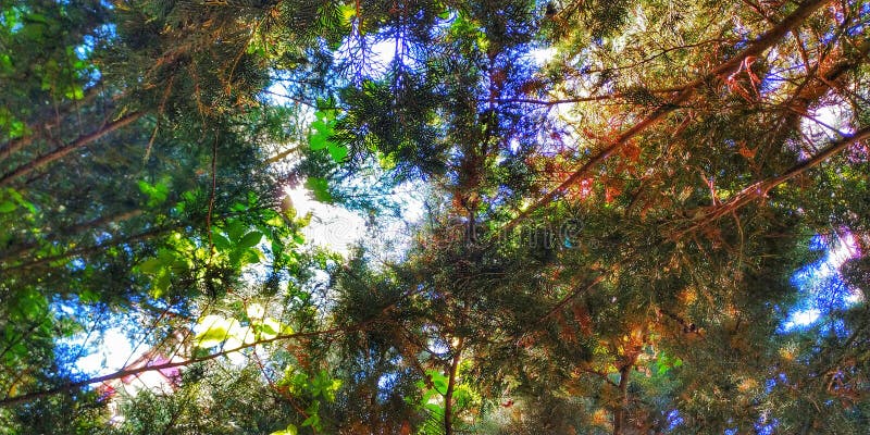 A Magnificent View between Tree Branches Stock Photo - Image of plant ...