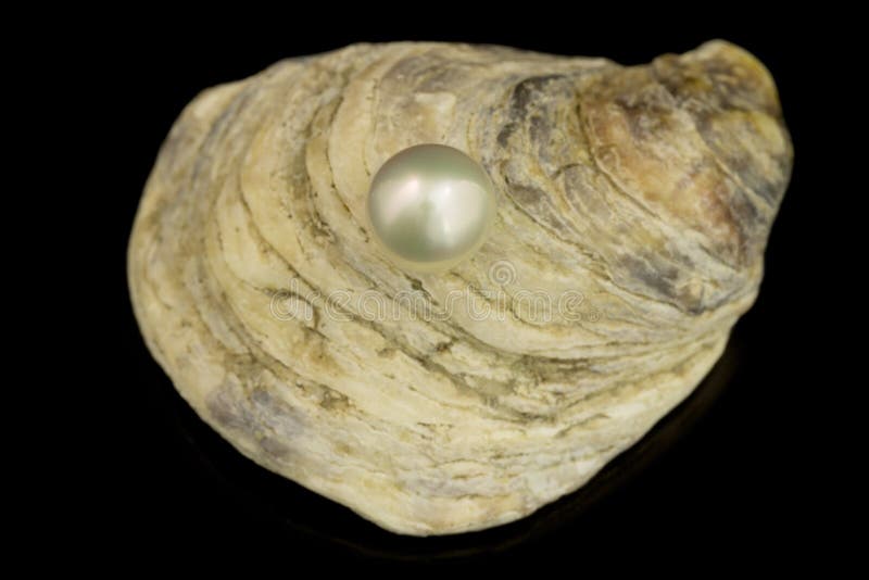 Magnificent White Pearl stock image. Image of pearl, exotic - 42315101