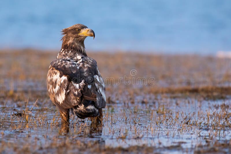 Magnificent White-tailed Eagle Standing on Floodplain in Spring. Stock ...