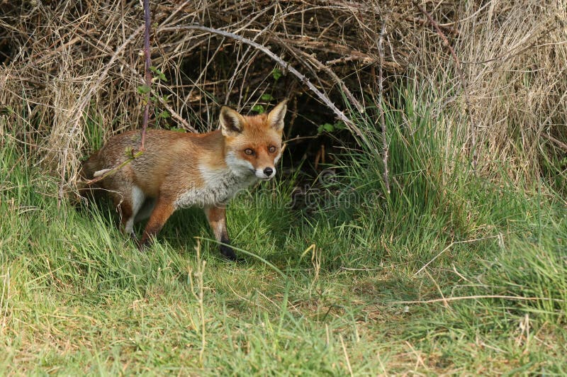 A Magnificent Wild Red Fox, Vulpes Vulpes, Emerging from Its Den To Go ...
