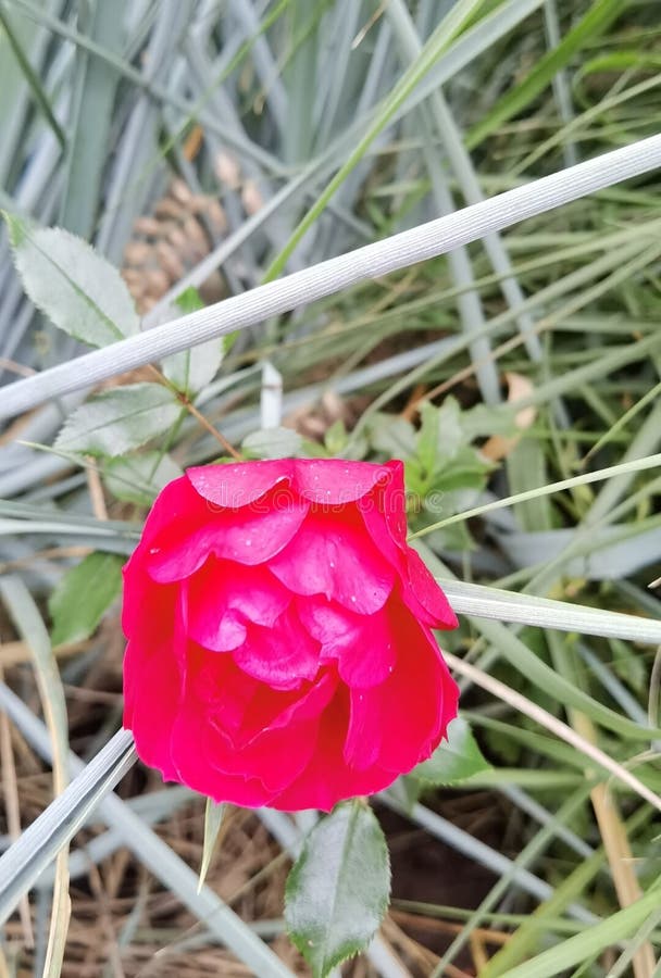 Magnificently Blooming Roses Stock Image - Image of plant, shrub: 229804933