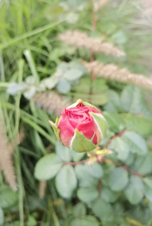 Magnificently Blooming Roses Stock Photo - Image of nature, blossom ...