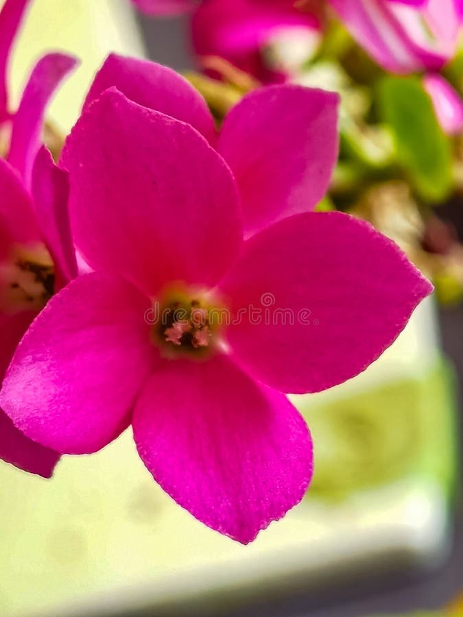 Magnificently Flowering Plants Stock Image - Image of pink, yellow ...