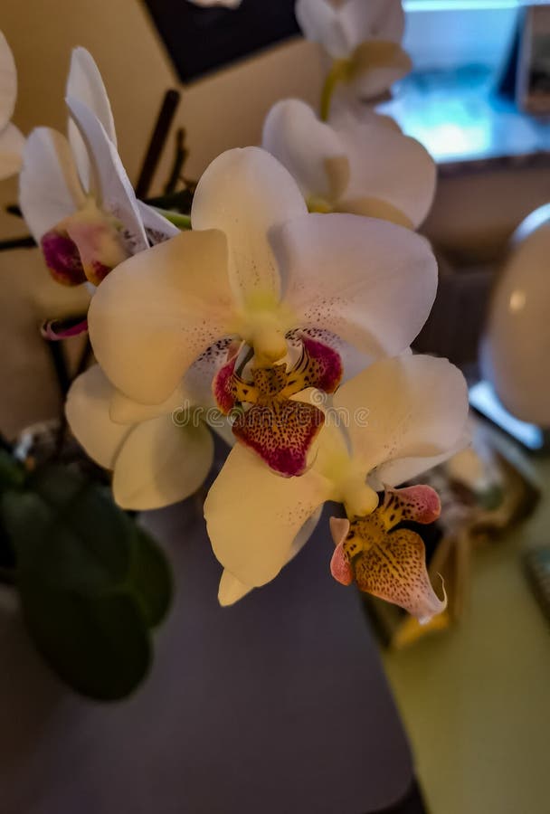 Magnificently Flowering Plants Stock Photo - Image of wildflower, white ...