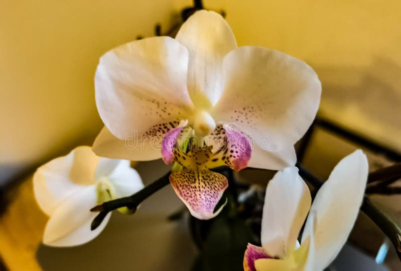 Magnificently Flowering Plants Stock Photo - Image of orchid, purple ...