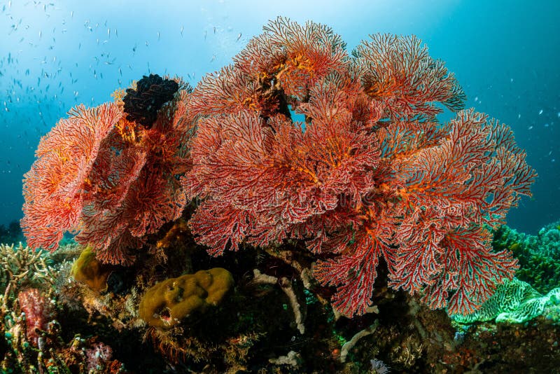 Magnificient Red Gorgonian Soft Coral Stock Image - Image of anthozoa ...