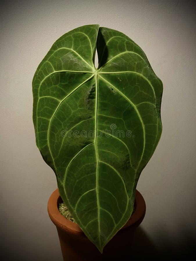 Magnificum Verde Stock Photos - Free & Royalty-Free Stock Photos from ...