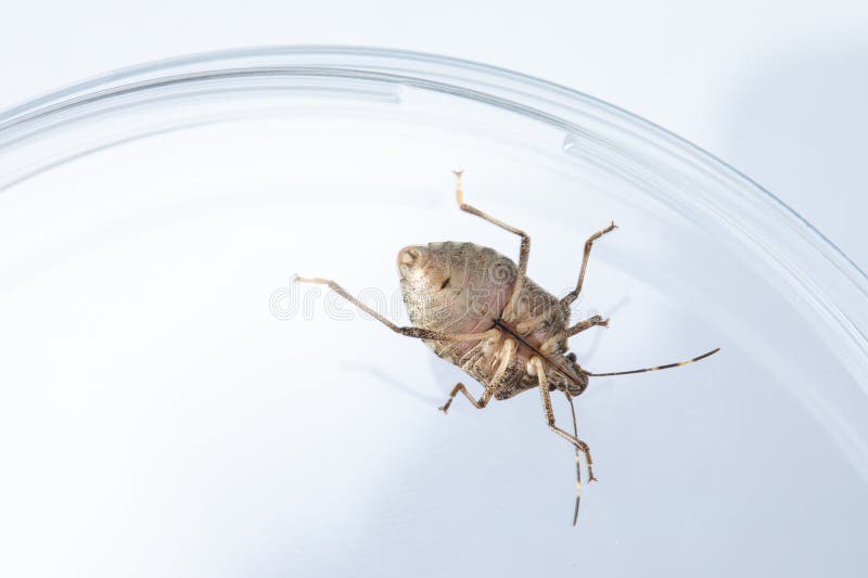 Magnified Bug in Glass Container in Lab Stock Image - Image of analysis ...